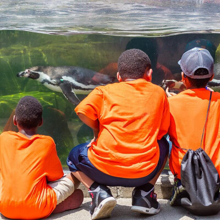 Akron Zoo offers free admission if you wear orange for Inclusion Days ...