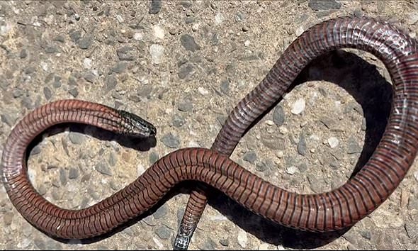 One of Australia's most venomous snakes is 'air-fried' in 43C heatwave