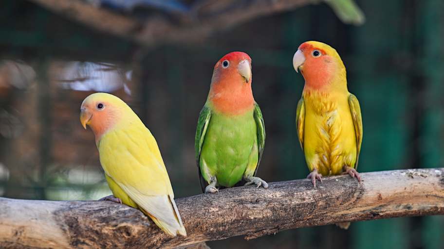 Avian Pigmentation Genetics: How Birds Get Their Colors