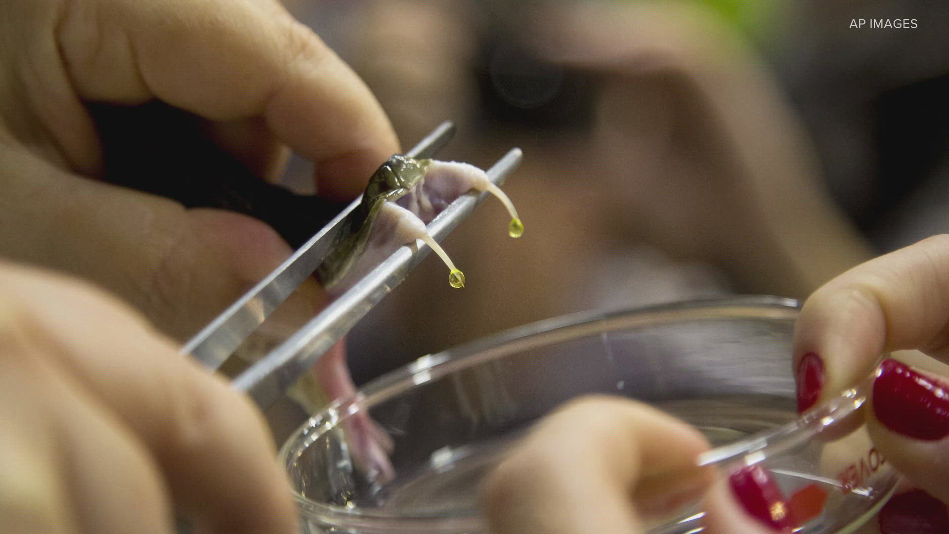 UW scientists discover promising new snake antivenom using AI: HealthLink UW scientists discover promising new snake antivenom using AI: HealthLink