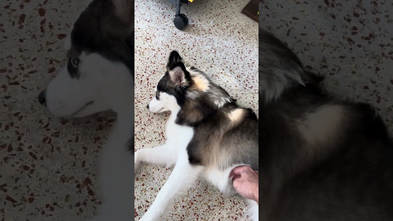Prairie Dog and Pomsky Share Watermelon: Cute Snack Time