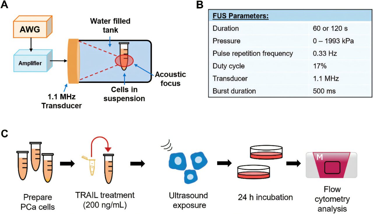 Combining protein therapy and focused ultrasound therapy can improve ...