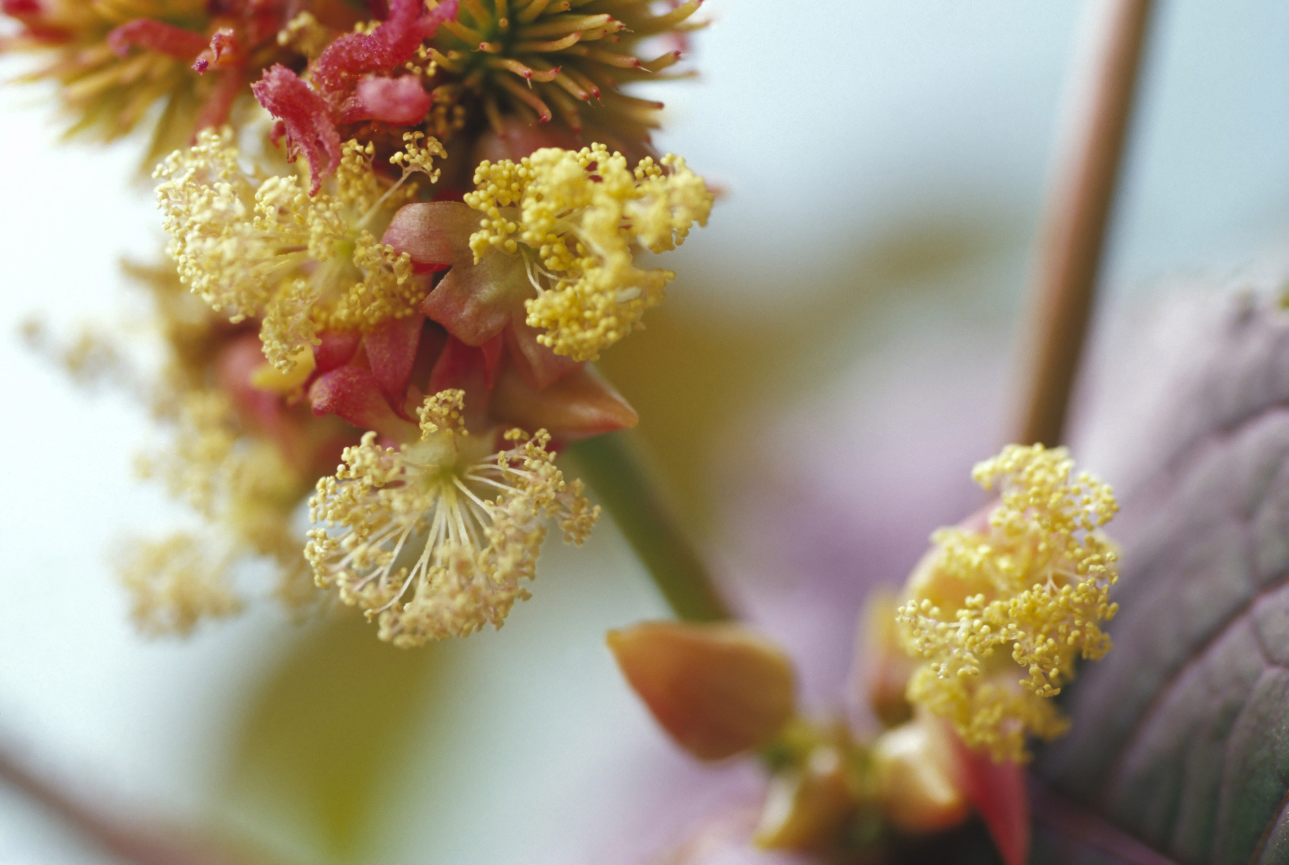 Haven't tried castor oil? Here's why you should Haven't tried castor oil? Here's why you should