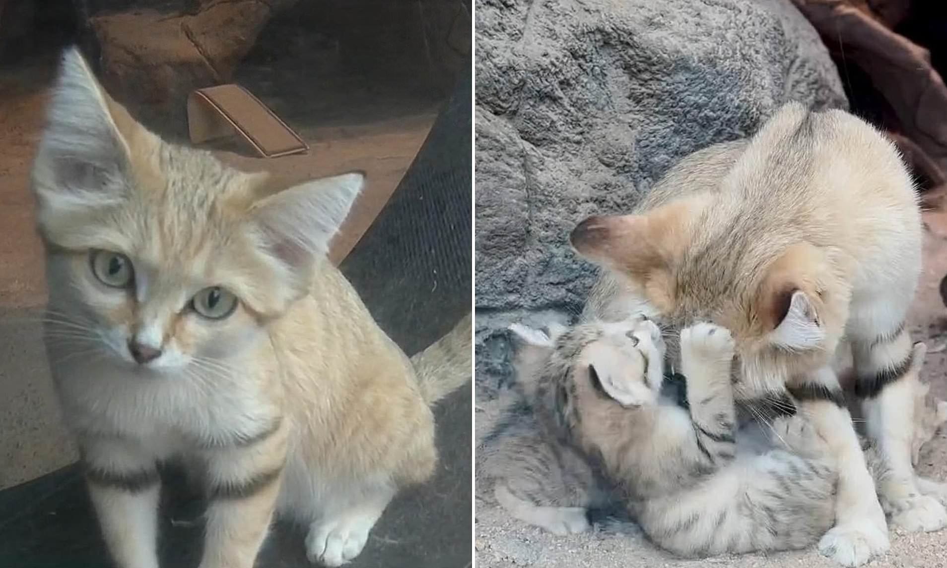 These adorable 'sand cats' have a very surprising secret
