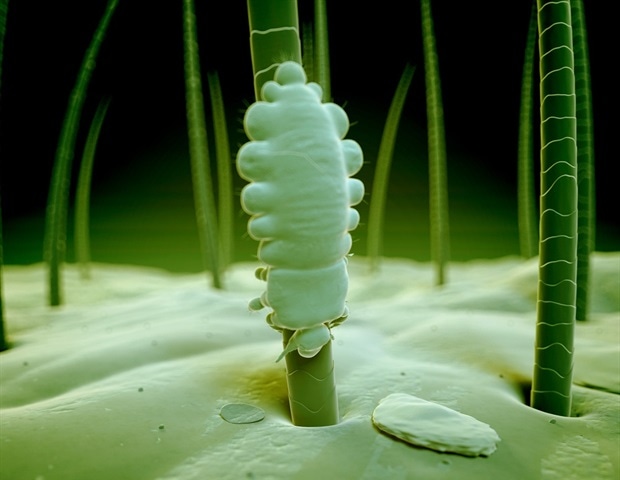 Effective ways to combat head lice in schoolchildren