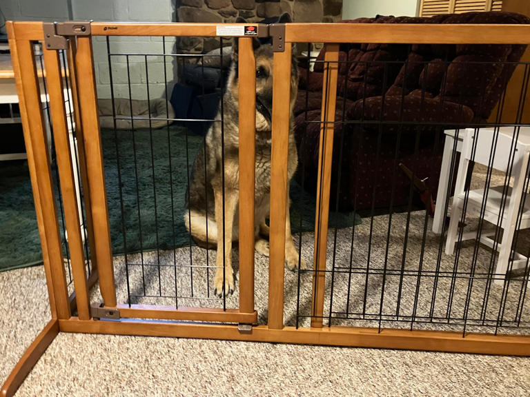 The 5 best dog gates in 2025, tested and reviewed