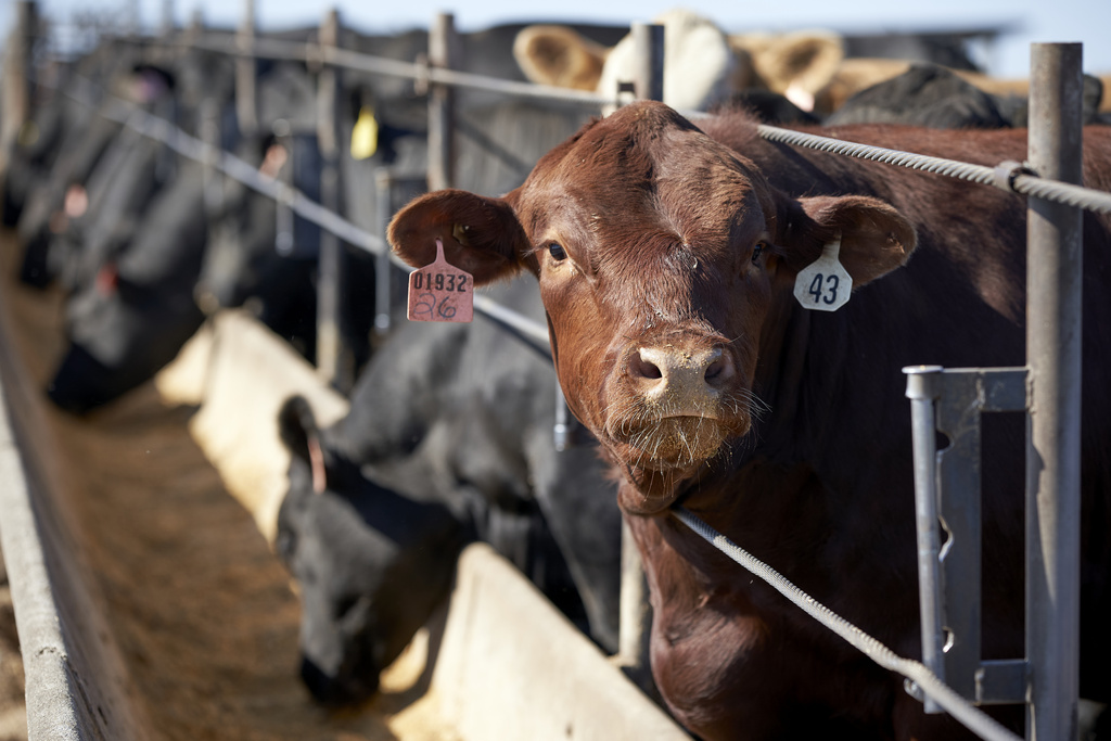 Proposal to ban lab-grown meat in Nebraska gets pushback from ranchers ...