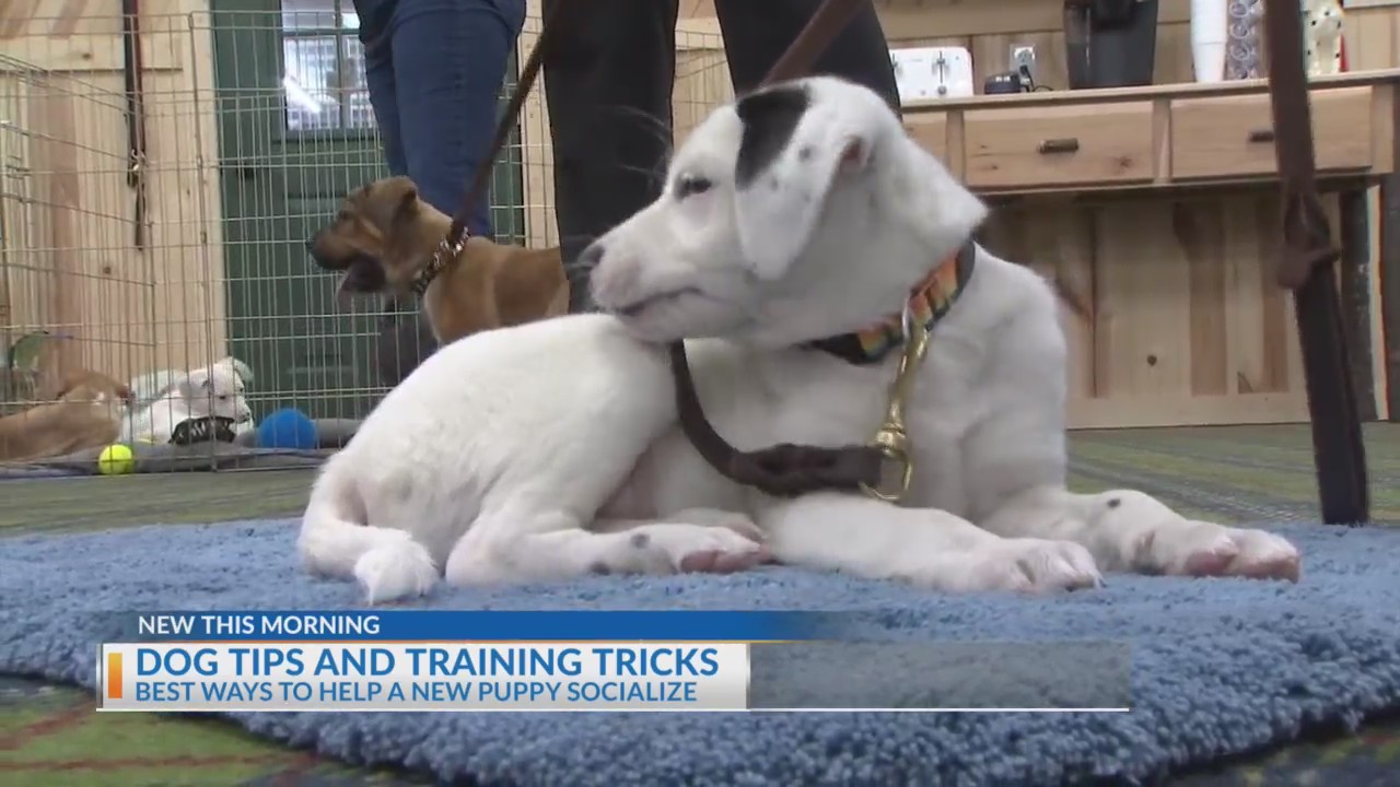Central Ohio expert offers puppy tips and training tricks