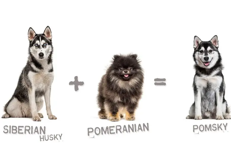 12 Designer Dog Breeds You Know—And a Few That Sound Completely Made Up