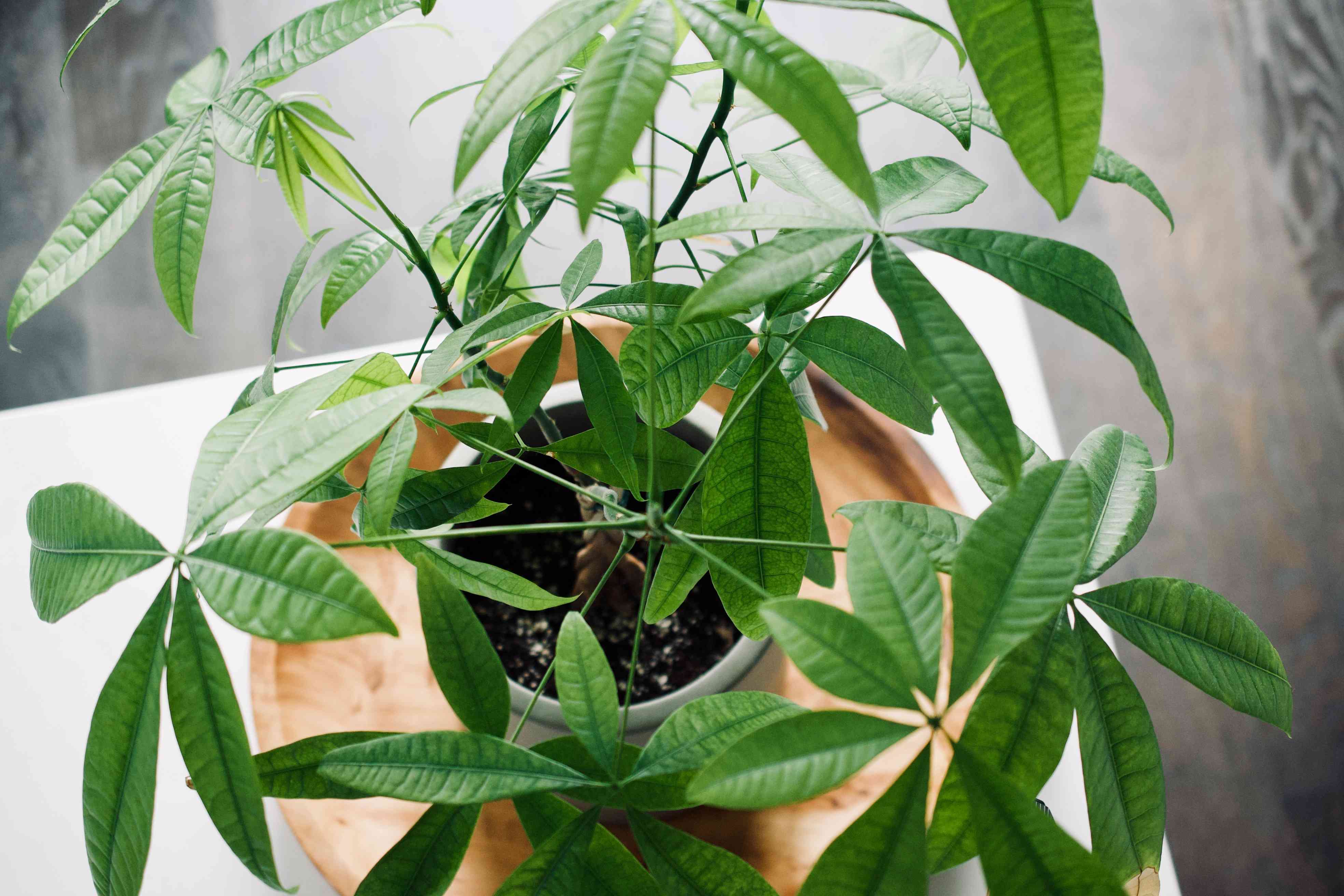 How to Water a Money Tree the Right Way, According to Houseplant Experts