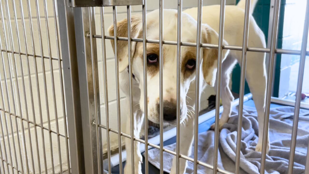 ‘We need help’: Aiken animal shelter overflows with dogs, cats