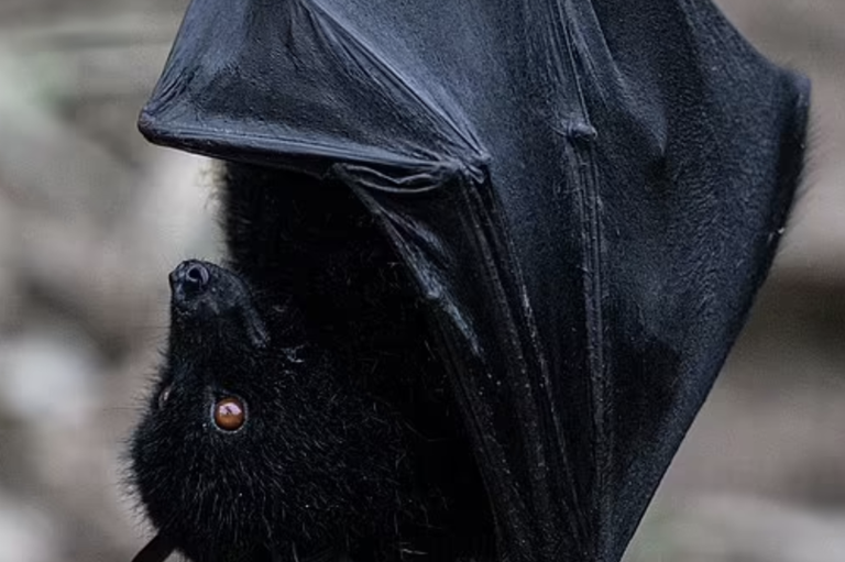 New coronavirus 'with pandemic potential' discovered in China