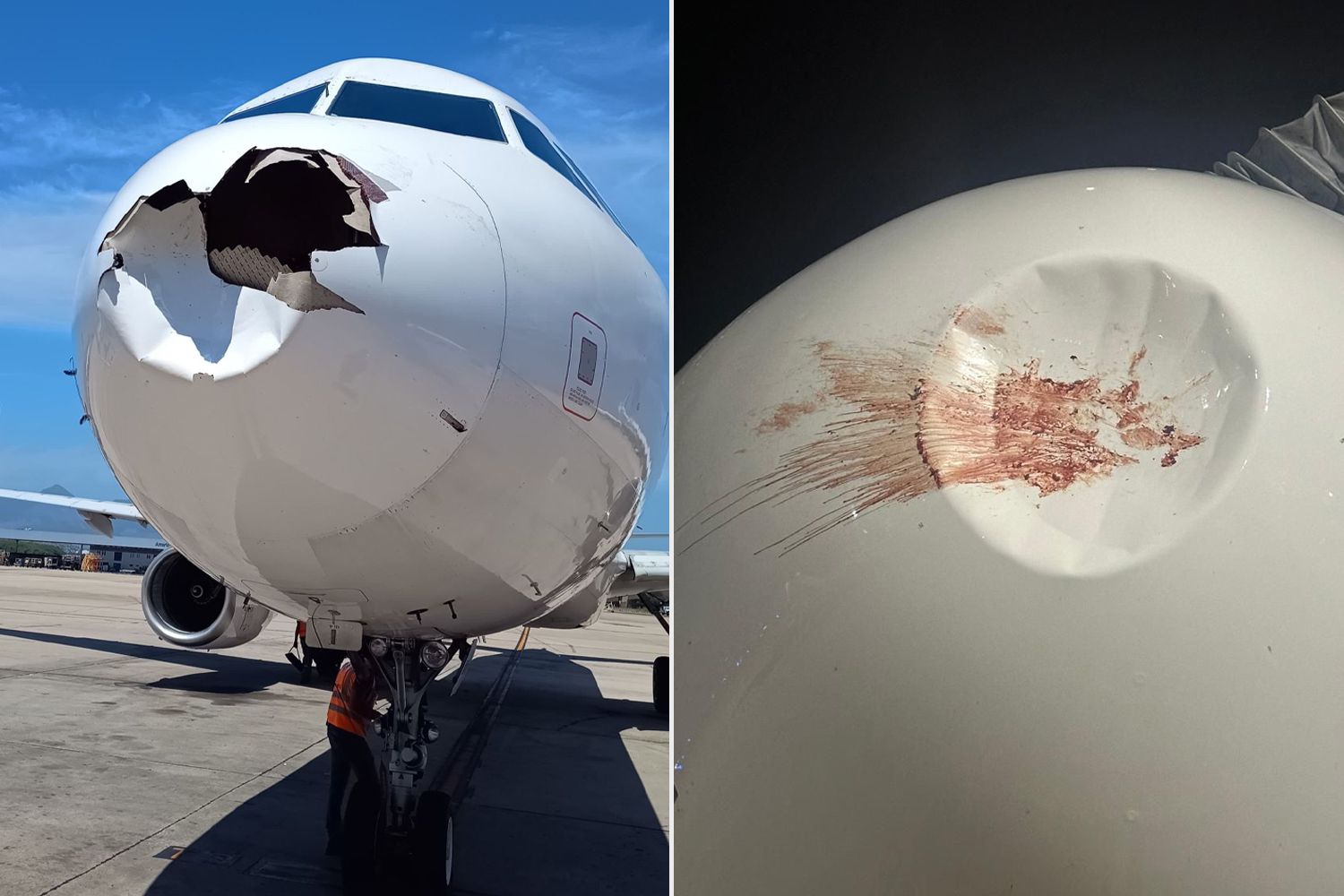 Plane’s Nose Crushed and Streaked with Blood After Hitting a Bird ...