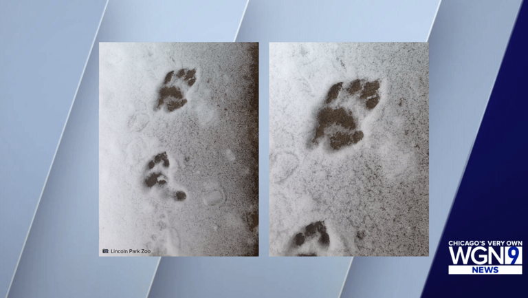 Can you guess these Lincoln Park Zoo animals based on their tracks in ...