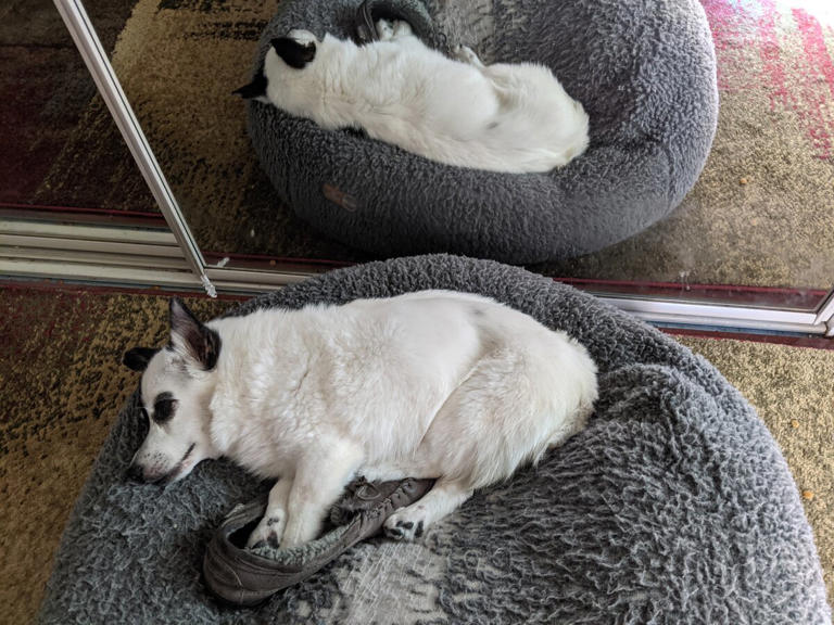 Woman Finds A Heartwarming New Use For Her Late Dog's Beloved Bed
