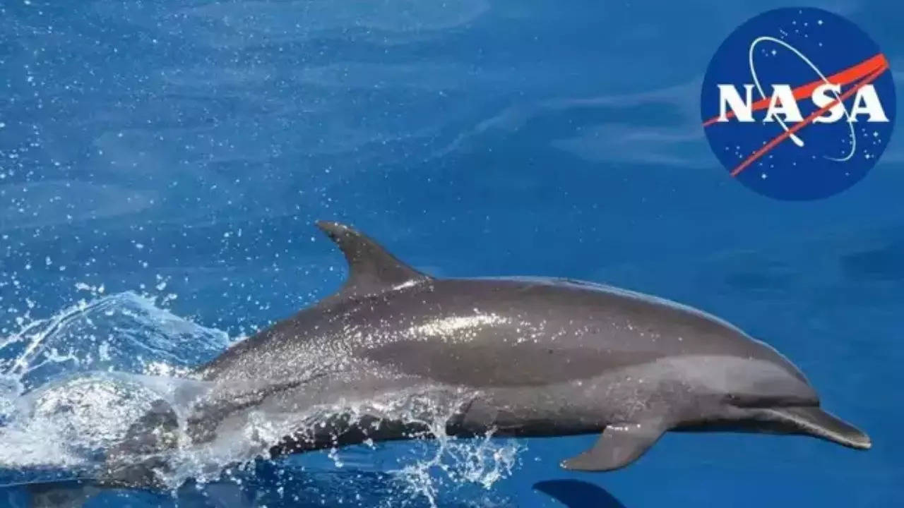 Dolphin takes its own life after developing a deep bond with its ...