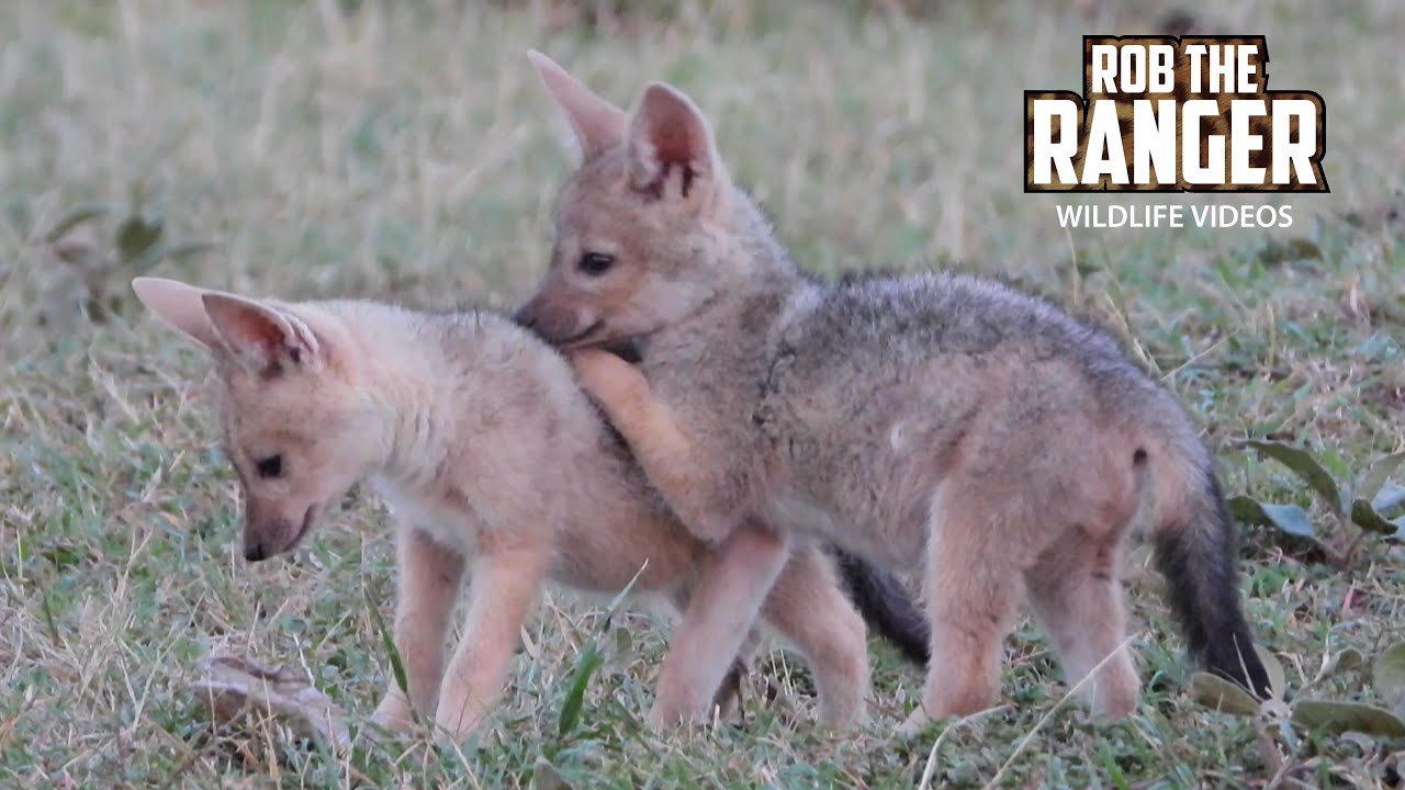 Watch jackal pups battle and play at wild Mara den