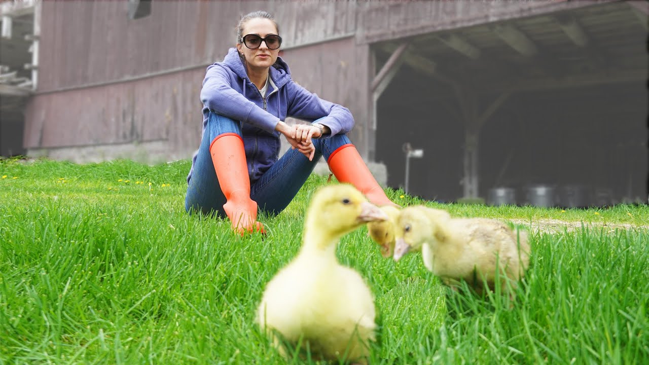 Two-week-old goslings grow into monster-sized birds
