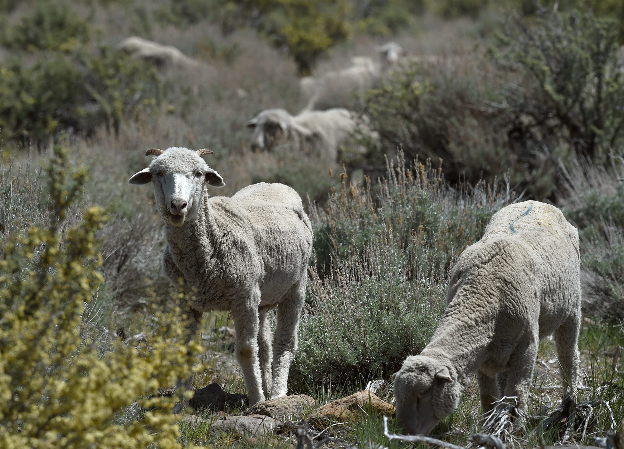 Driver who hit, killed 39 sheep is getting death threats online, Nevada ...