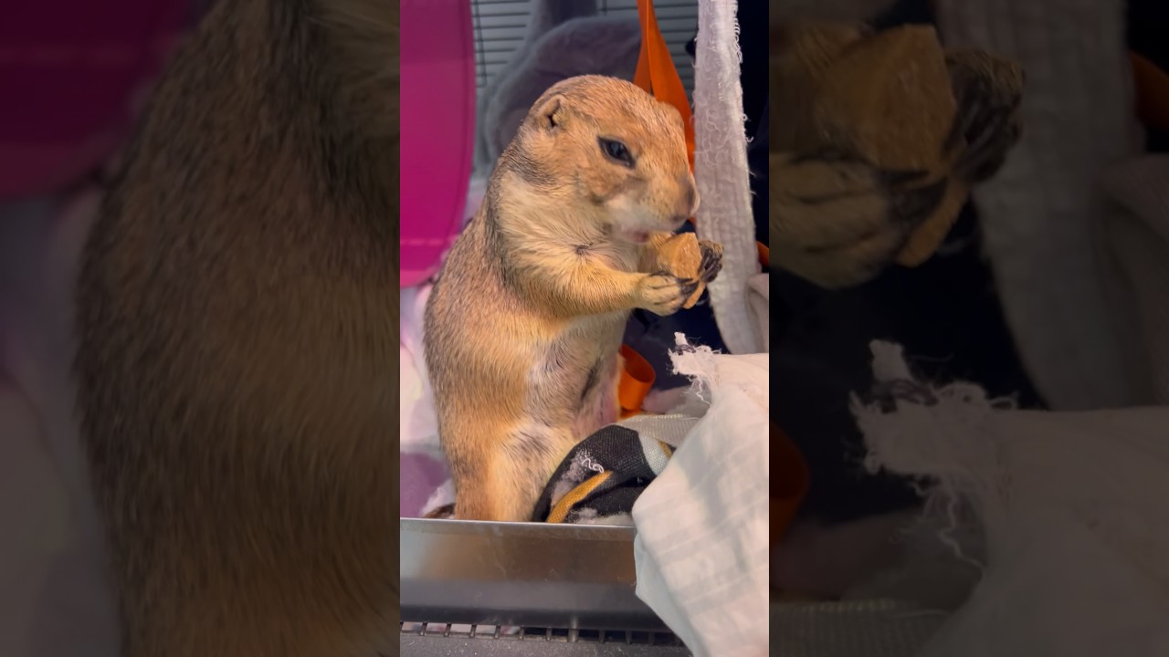Prairie dog begs for a snack