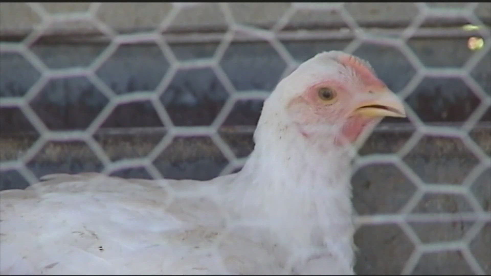 USDA issues conditional license for bird flu vaccine