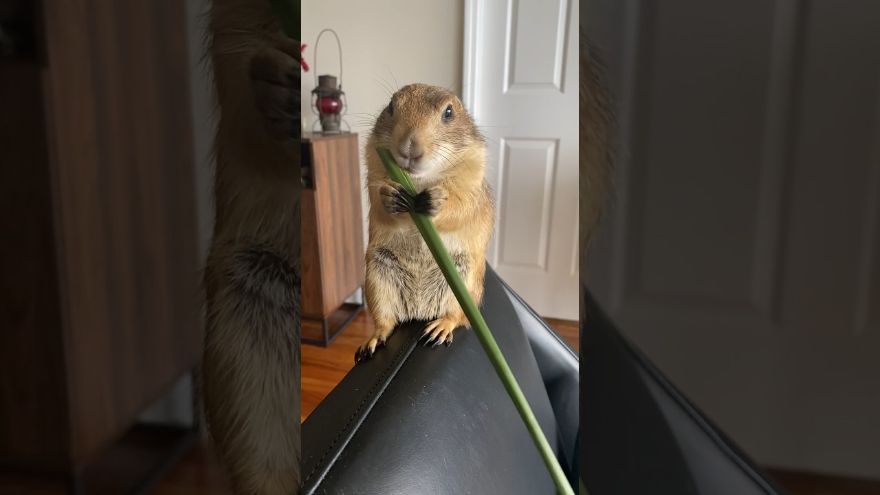 Prairie Dog Poppy’s Tasty Nom Noms