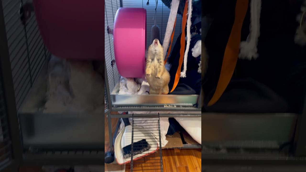 "Poppy the Prairie Dog Says Wahoo – No Time for Mail, Just Snacks"