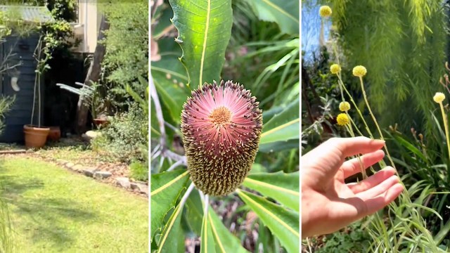 Gardener shares video after turning backyard into thriving oasis ...