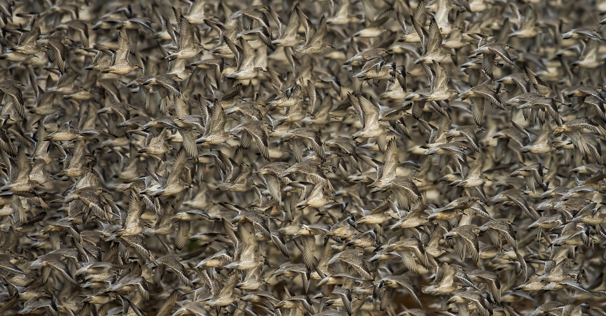 Winners of the 2025 World Nature Photography Awards