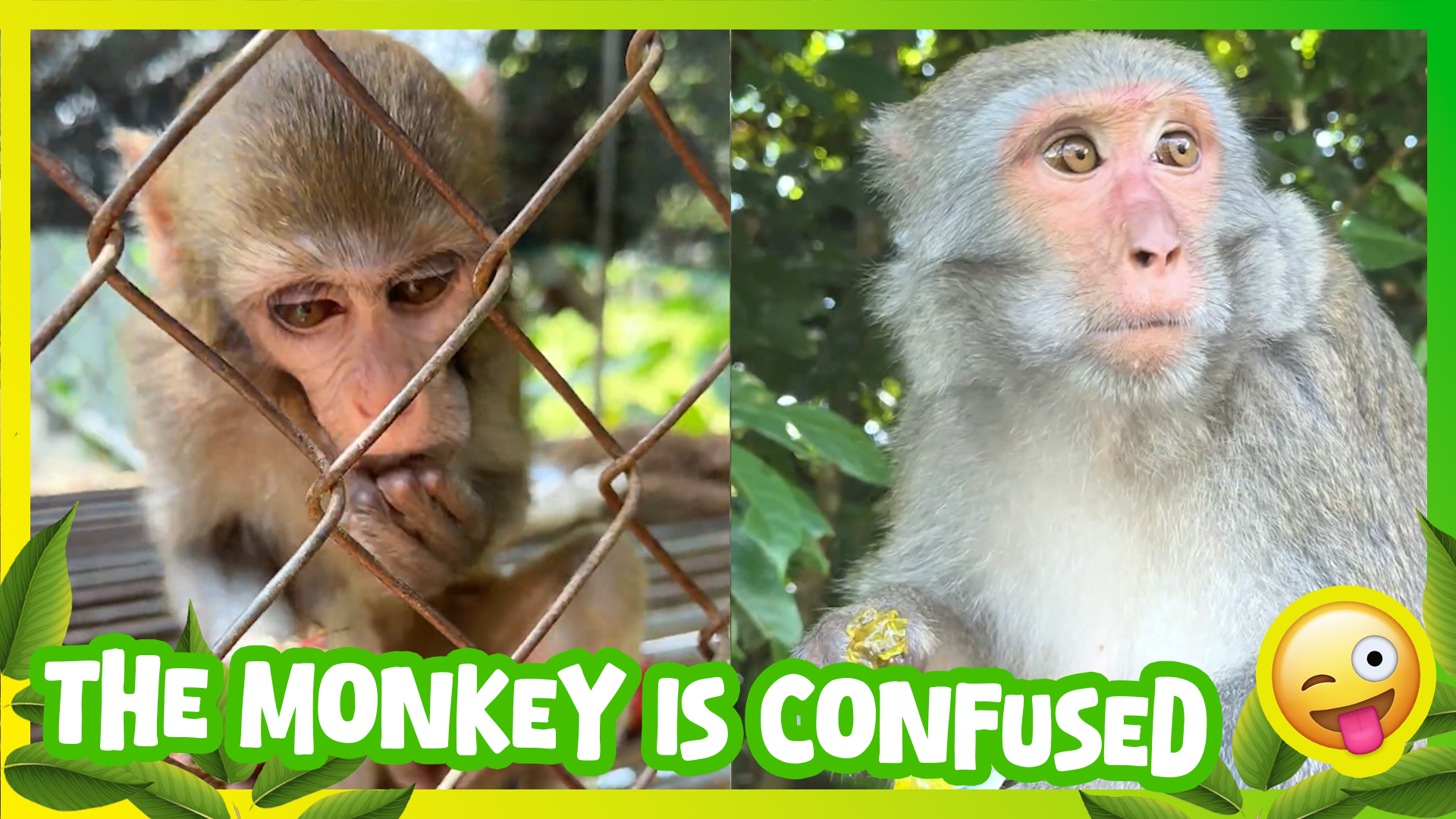 Confused Monkey: Funny and Adorable Reactions That Will Make You Laugh! 🐒🤔😂