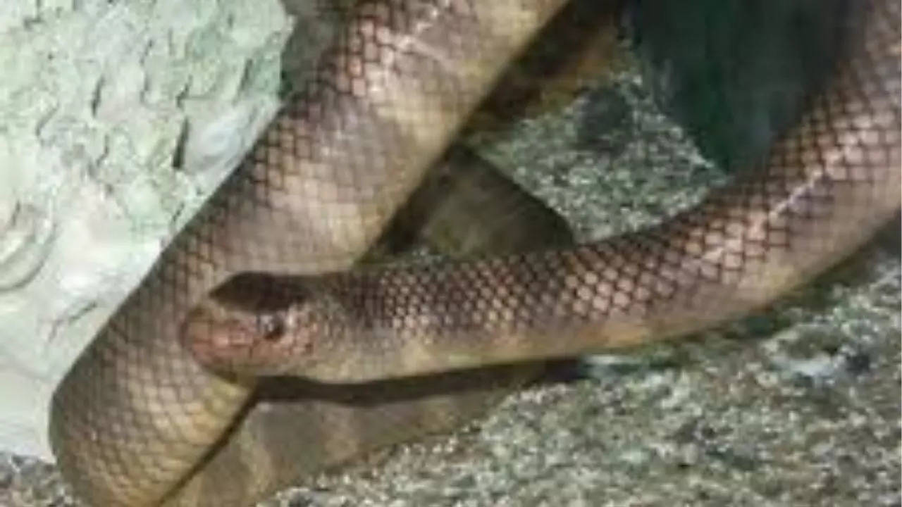 7 venomous sea snakes in the world that are more deadly than king cobra