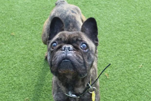 Meet Pixie, a 'very sweet' Frenchie at Dogs Trust Evesham looking for a ...
