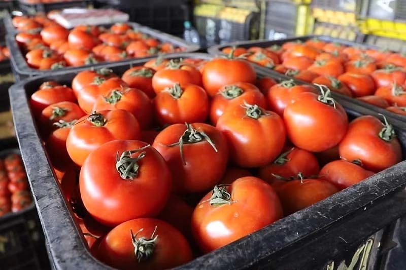 A l'approche du mois de Ramadan, le prix de la tomate en hausse