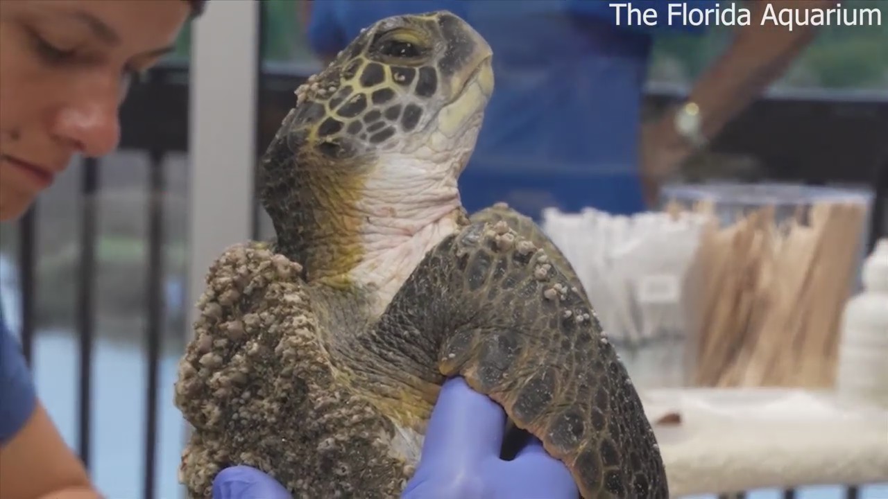Cold-stunned sea turtles fill Florida rehabilitation centers