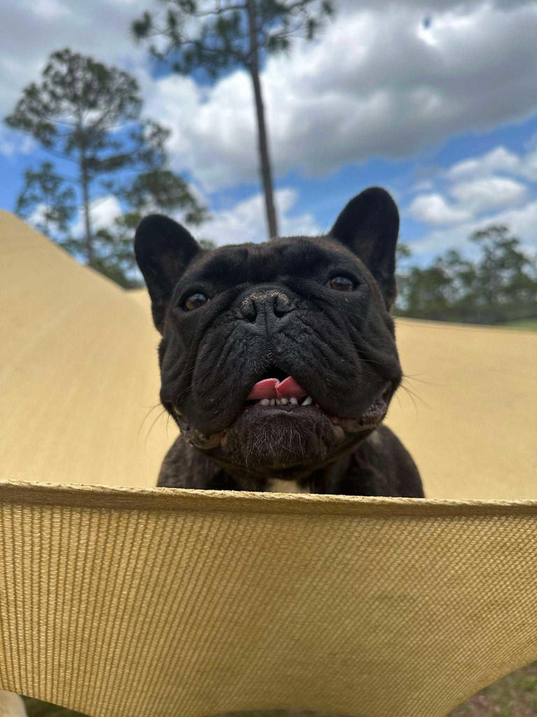 Two dogs go missing from same pet sitter within a year