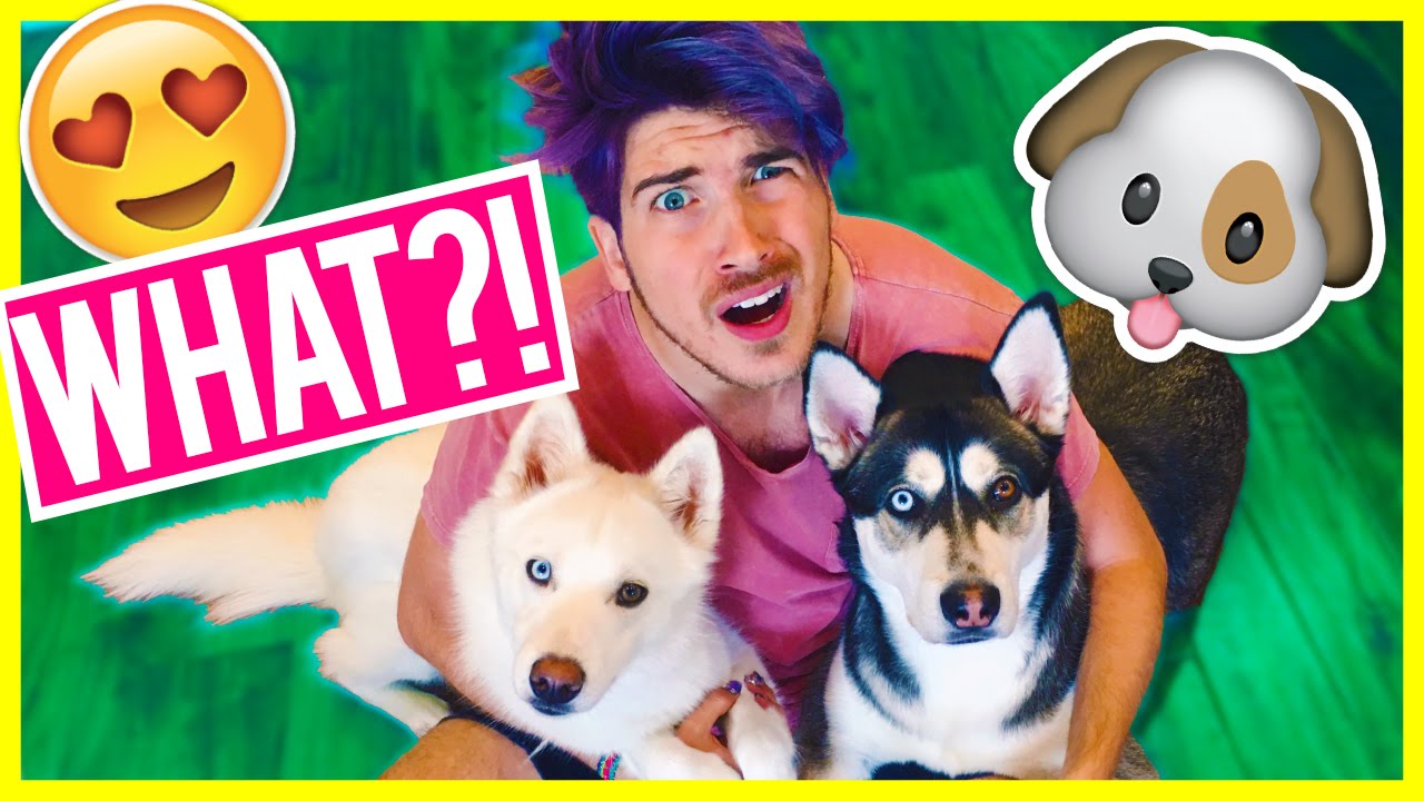 Household welcomes another dog into playful chaos