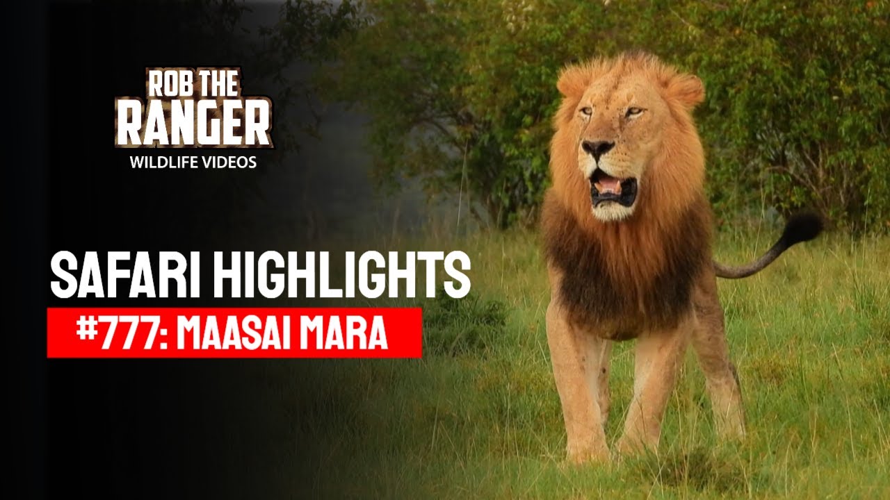 Latest Maasai Mara Safari Highlights: Wildlife Unveiled