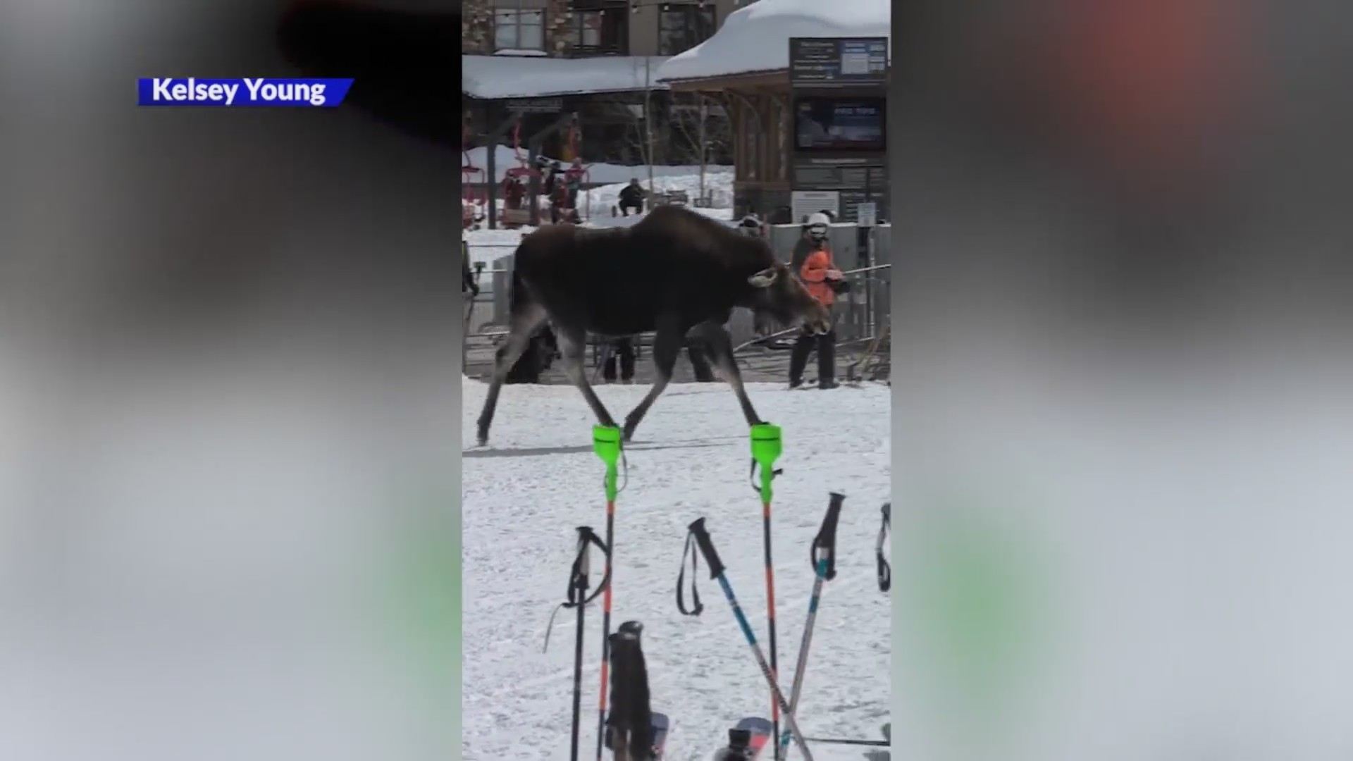Moose on the loose in Winter Park
