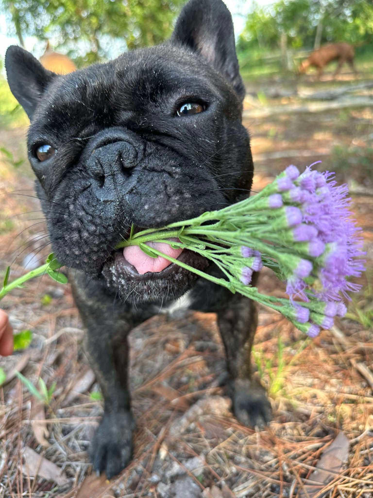 Two dogs go missing from same pet sitter within a year