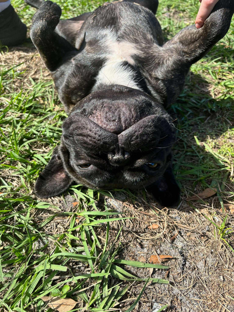 Two dogs go missing from same pet sitter within a year