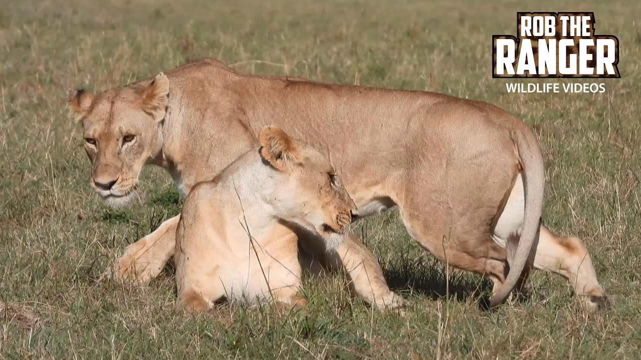 Lioness interactions reveal pride dynamics on Zebra Plains