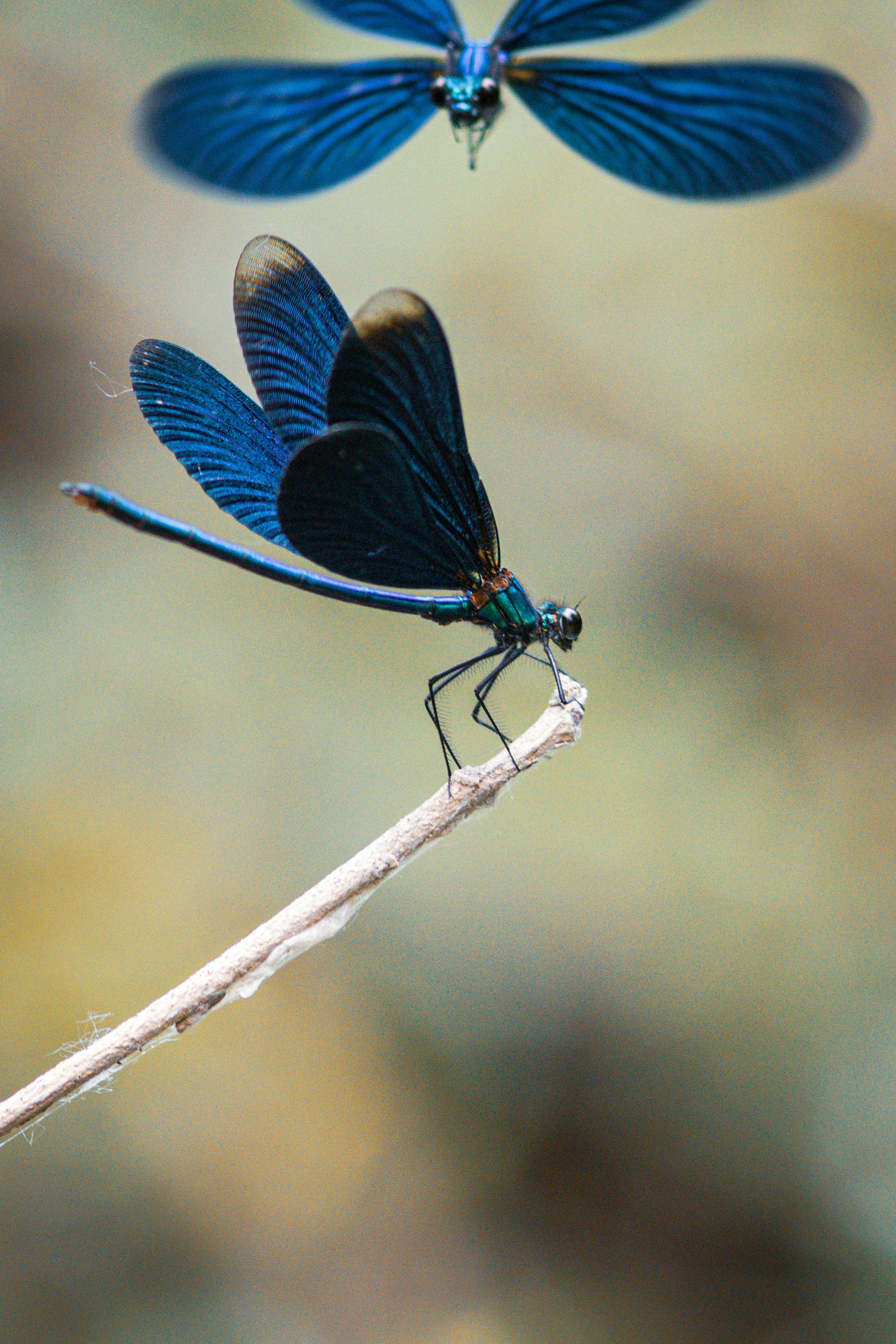 Nature's 5 most beautiful insects