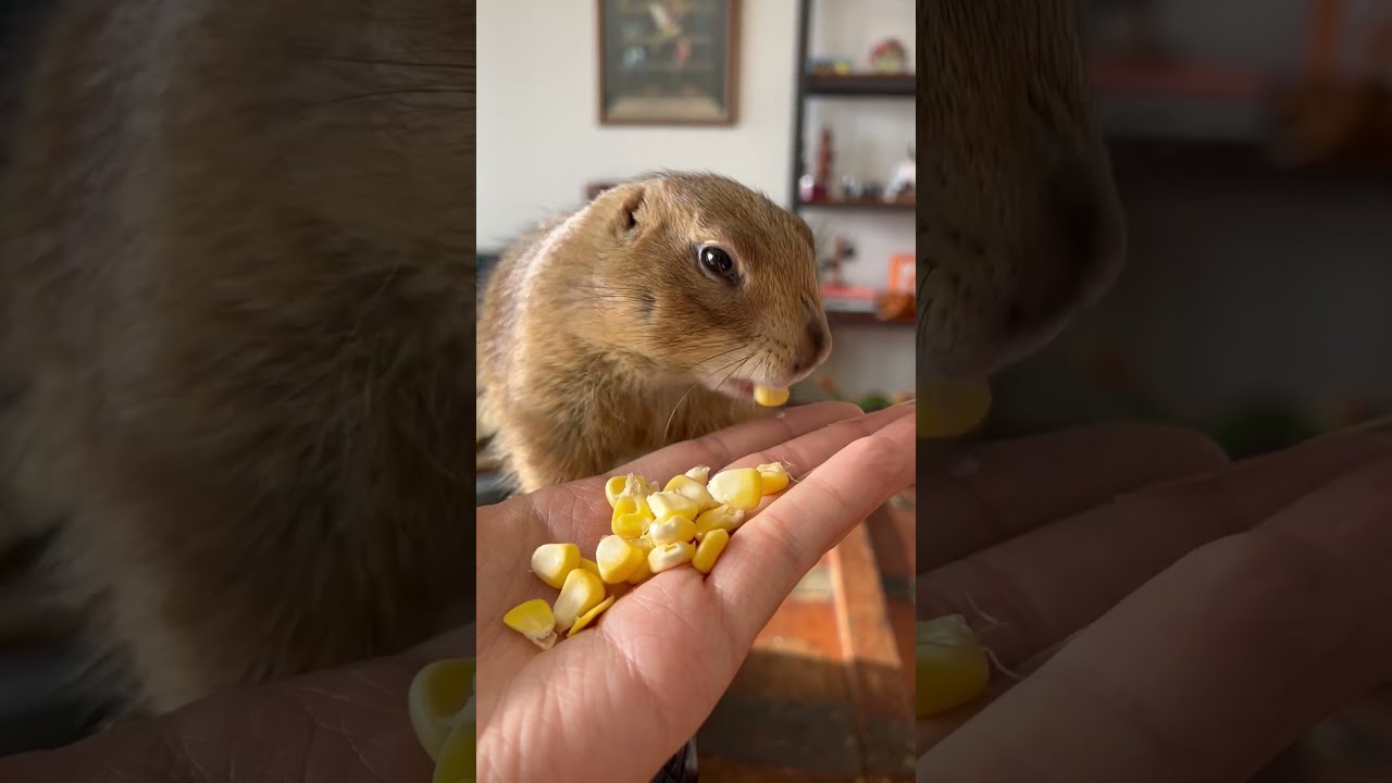 Poppy the Princess Requires a Hand-Feeding: Spoiled but Cute