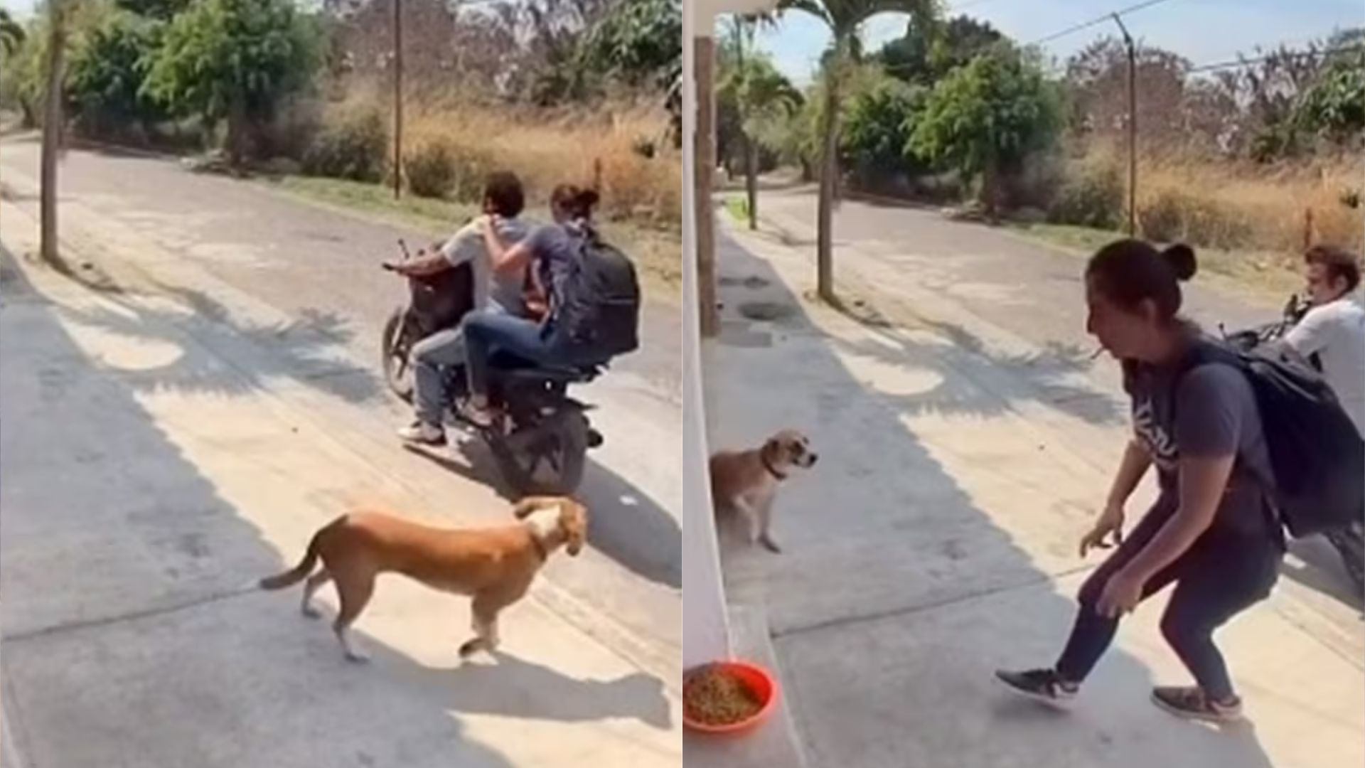 Pareja es captada robando alimento de perritos callejeros en Cuautla ...