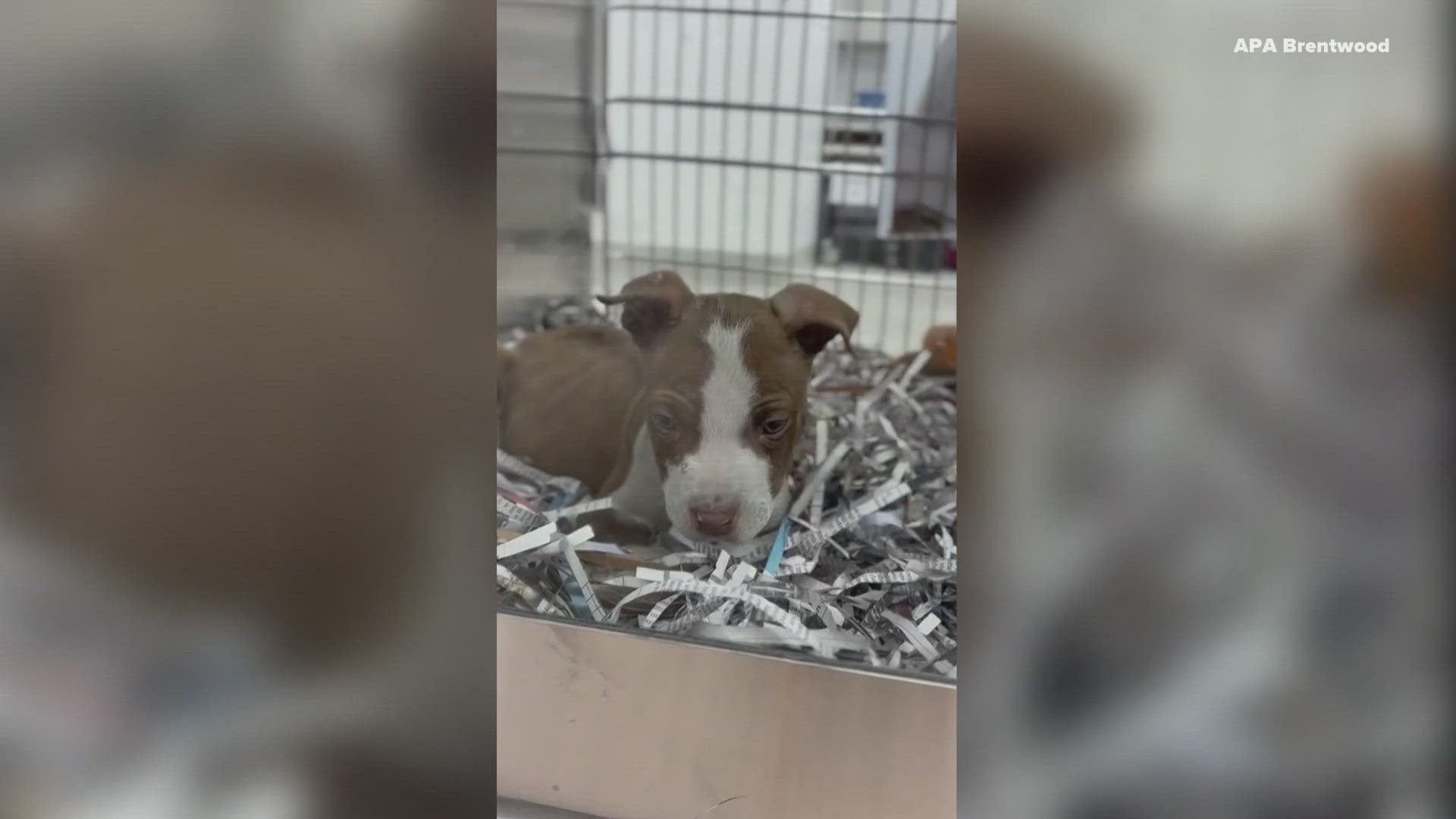 'No pet left behind': APA clears Olivette shelter ahead of county ...