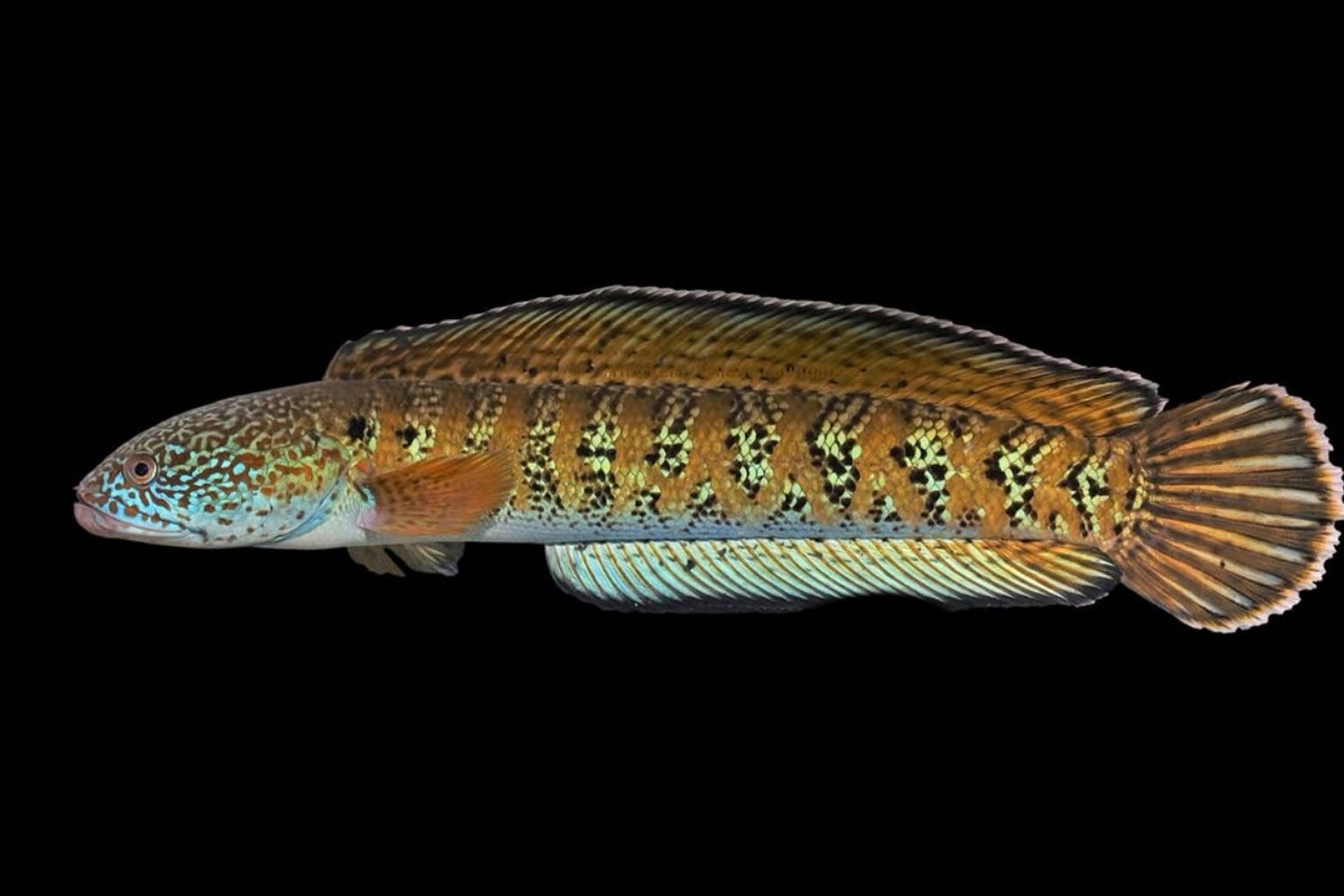 One of the 'World's Rarest' Fish, Thought to Be Extinct, Rediscovered ...