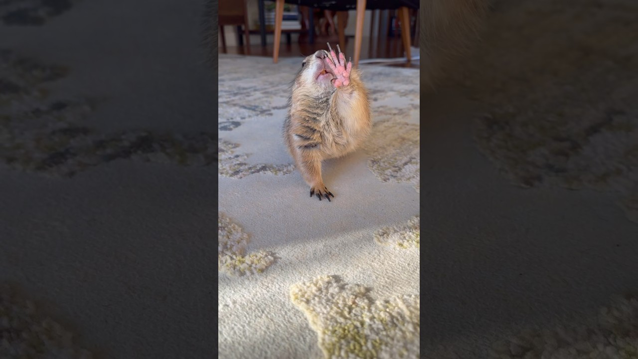 Poppy the Prairie Dog Starts the Day with Yoga