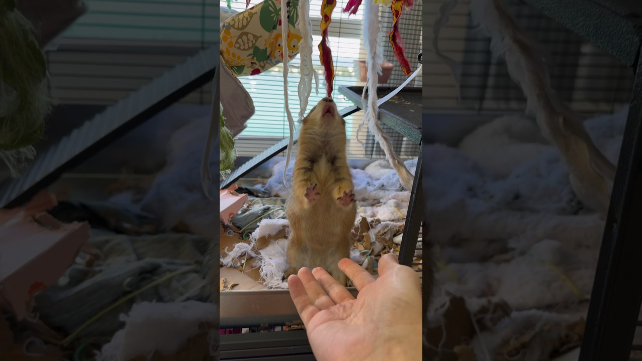 Prairie dog goes Wahoo in an energetic display