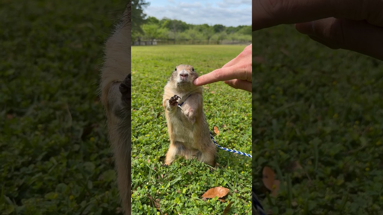 Prairie dog Paxton explores outside for the first time in years