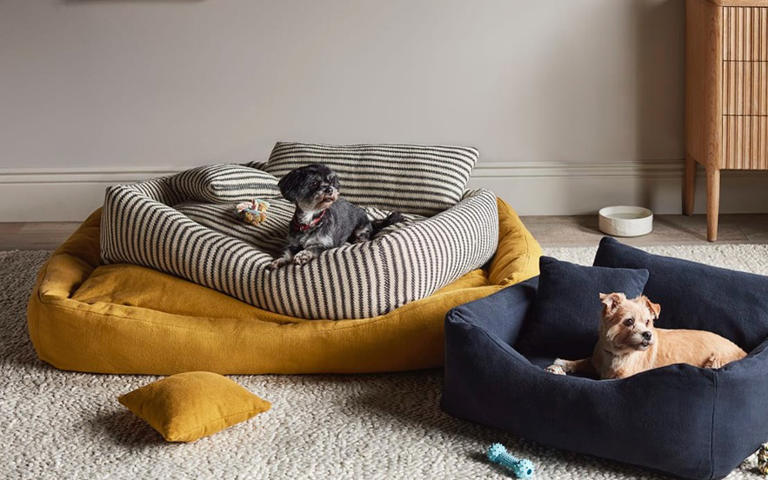 Best sofas for dogs: Top picks for comfort, style and durability